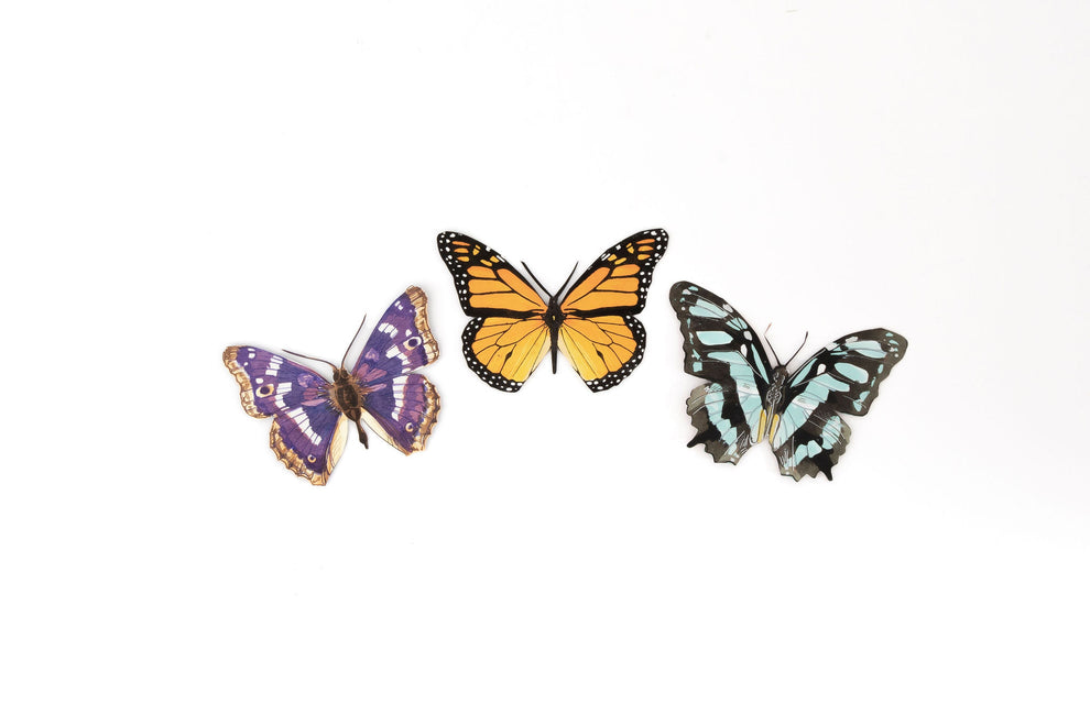Single Butterfly – Remai Modern